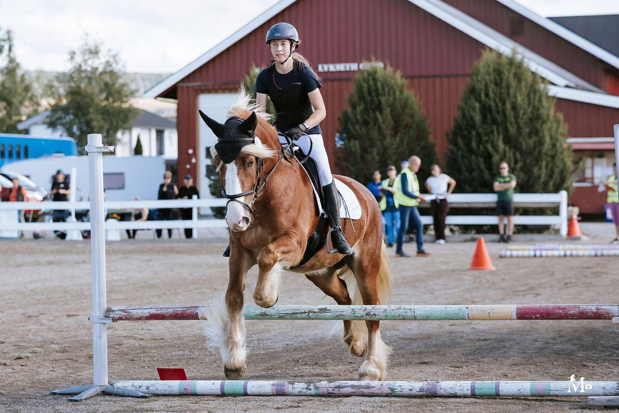 Dølahestene på Norsk Hestesenter - STIFTELSEN NORSK HESTESENTER